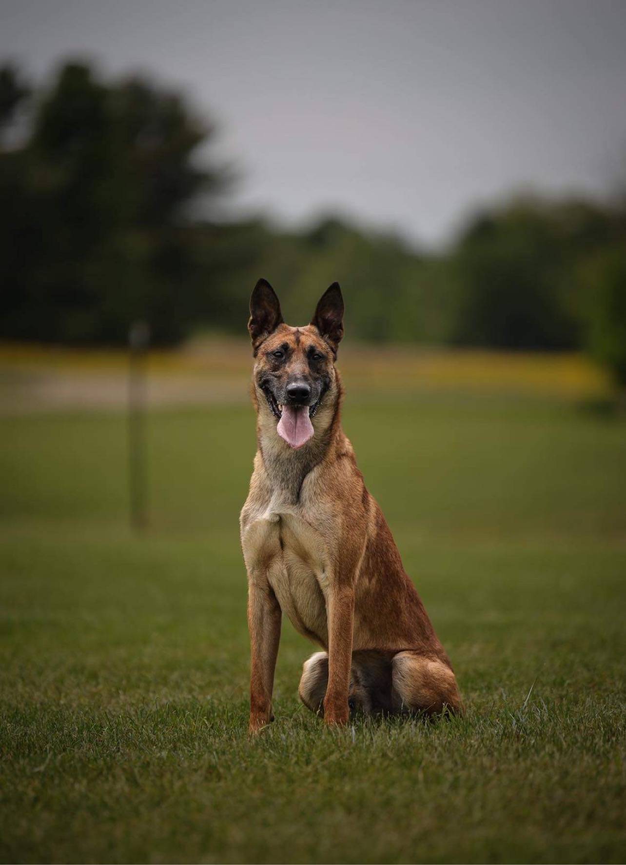 Board and Train - jockosruffhouse.com